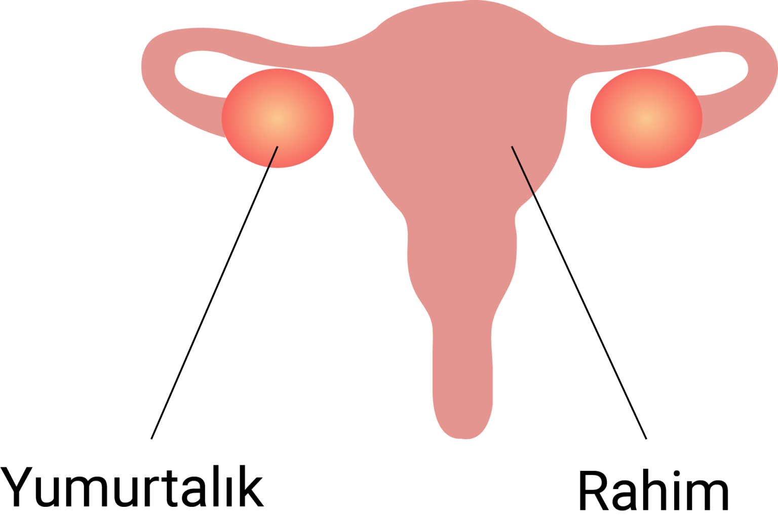 Endokrin sistem (denetleyici ve düzenleyici) 11. sınıf konusu / AYT konusu