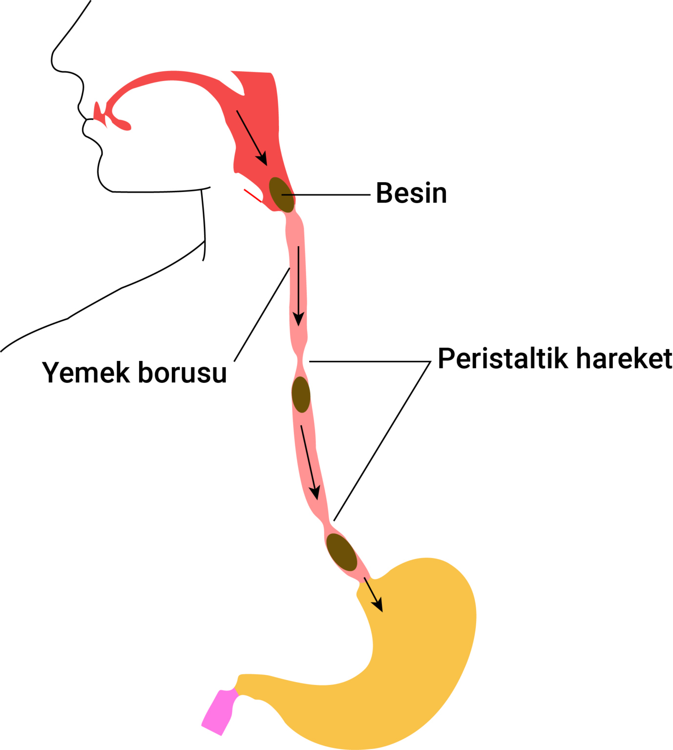 Sindirim Sistemi | AYT Biyoloji | biyolojix.com