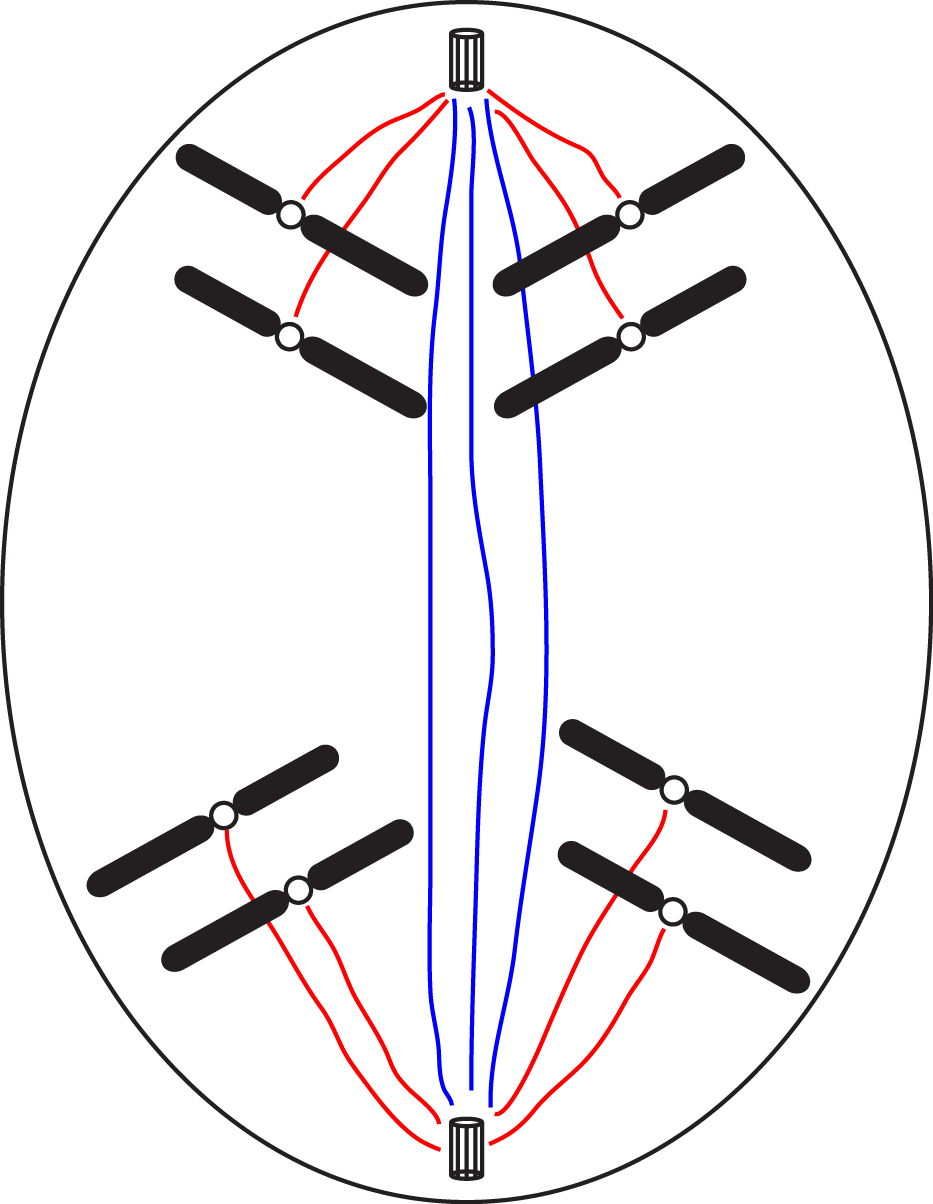 Mitoz ve Eşeysiz Üreme | TYT Biyoloji | biyolojix.com