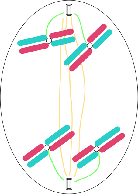 Mayoz ve Eşeyli Üreme | TYT Biyoloji | biyolojix.com