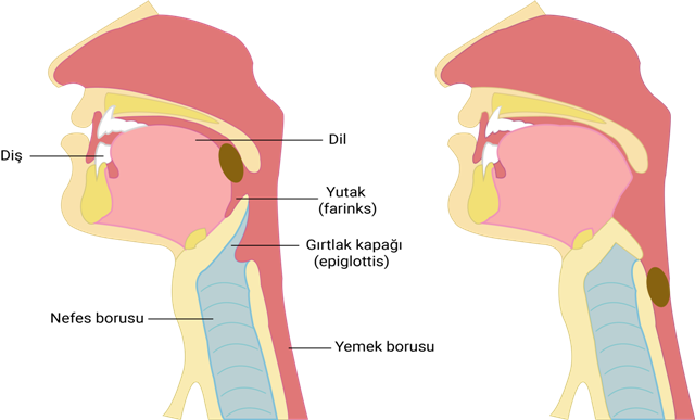 Sindirim Sistemi | AYT Biyoloji | biyolojix.com
