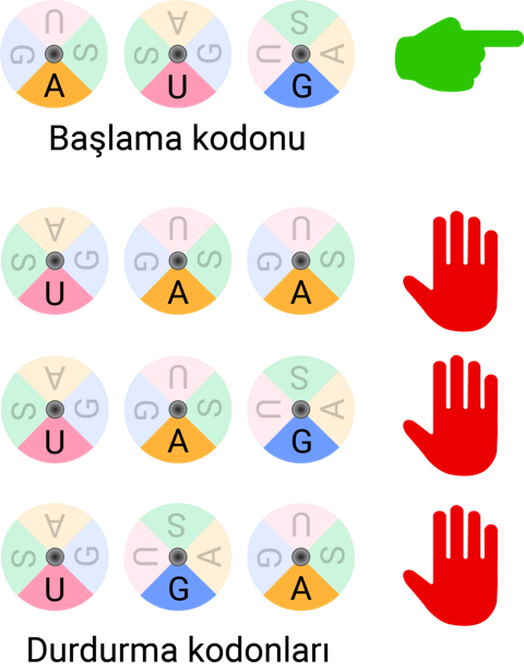 Protein Sentezi | AYT Biyoloji | biyolojix.com
