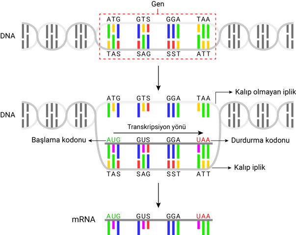 Protein Sentezi | AYT Biyoloji | biyolojix.com