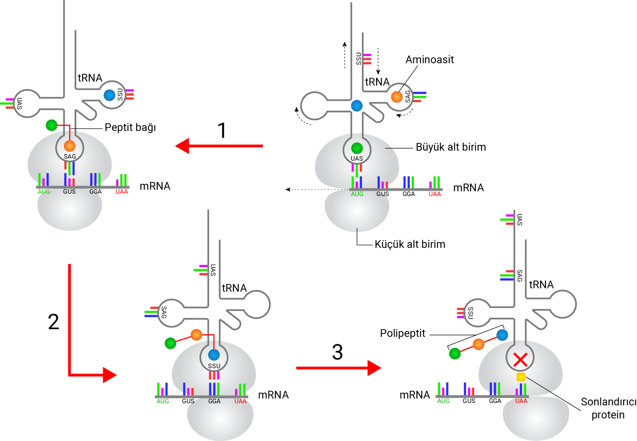 Protein Sentezi | AYT Biyoloji | biyolojix.com