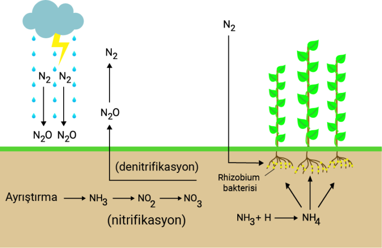 Ekosistem Ekolojisi | TYT Biyoloji | biyolojix.com